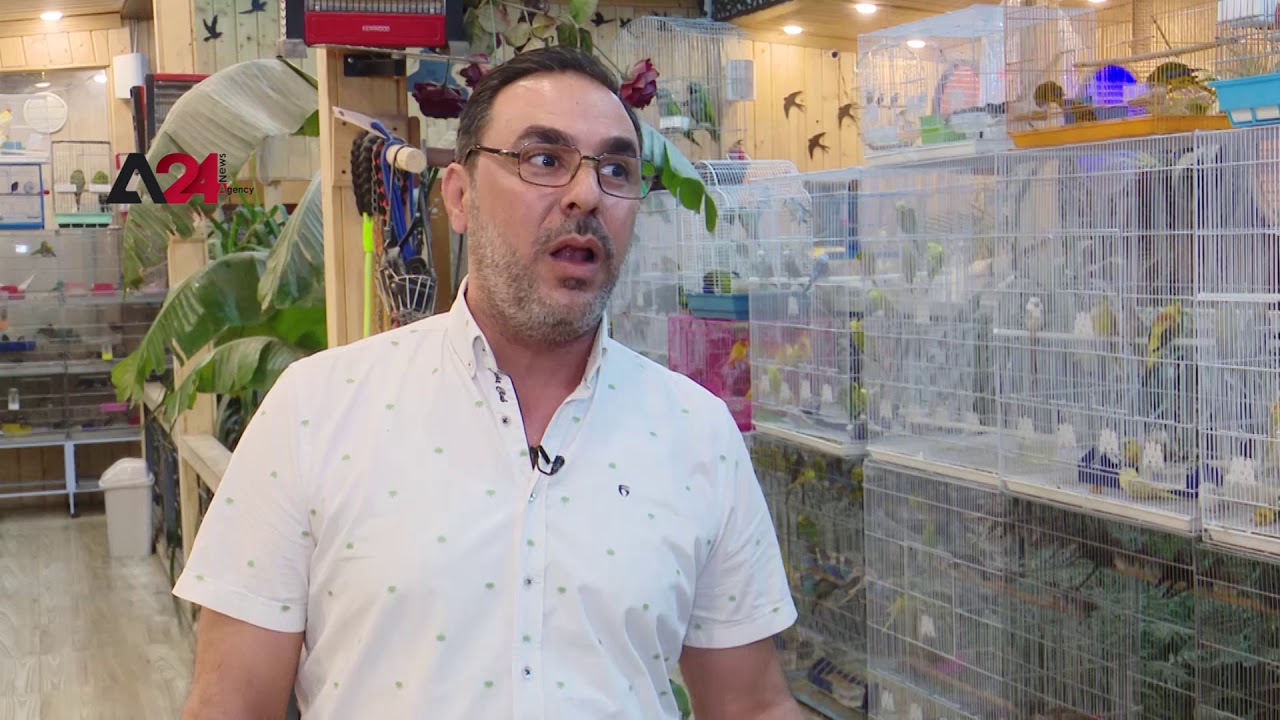 Iraq: Parrots' Breeding Flourishes in Baghdad - YouTube
