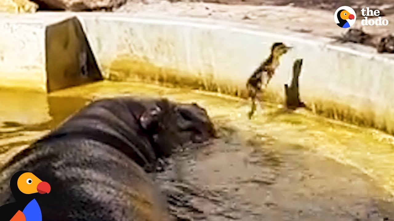 Hippos Help Duckling Reunite With Mom | The Dodo - YouTube