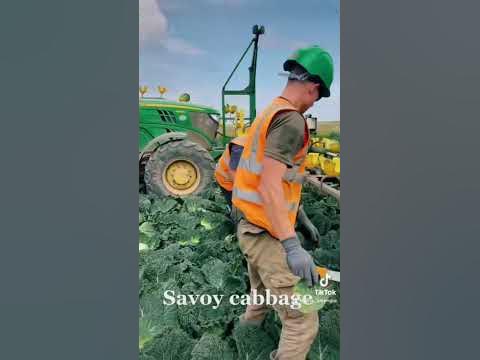 #казахстан #кыргызстан #таджикистан #узбекистан #украина #капуста # ...