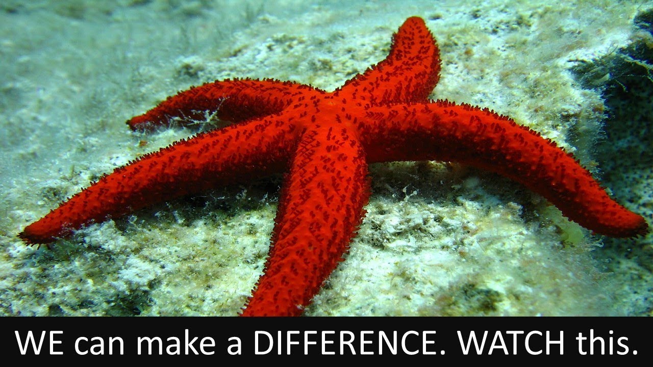 Starfish Story - We can Make a DIFFERENCE by Sumit Bhardwaj - YouTube