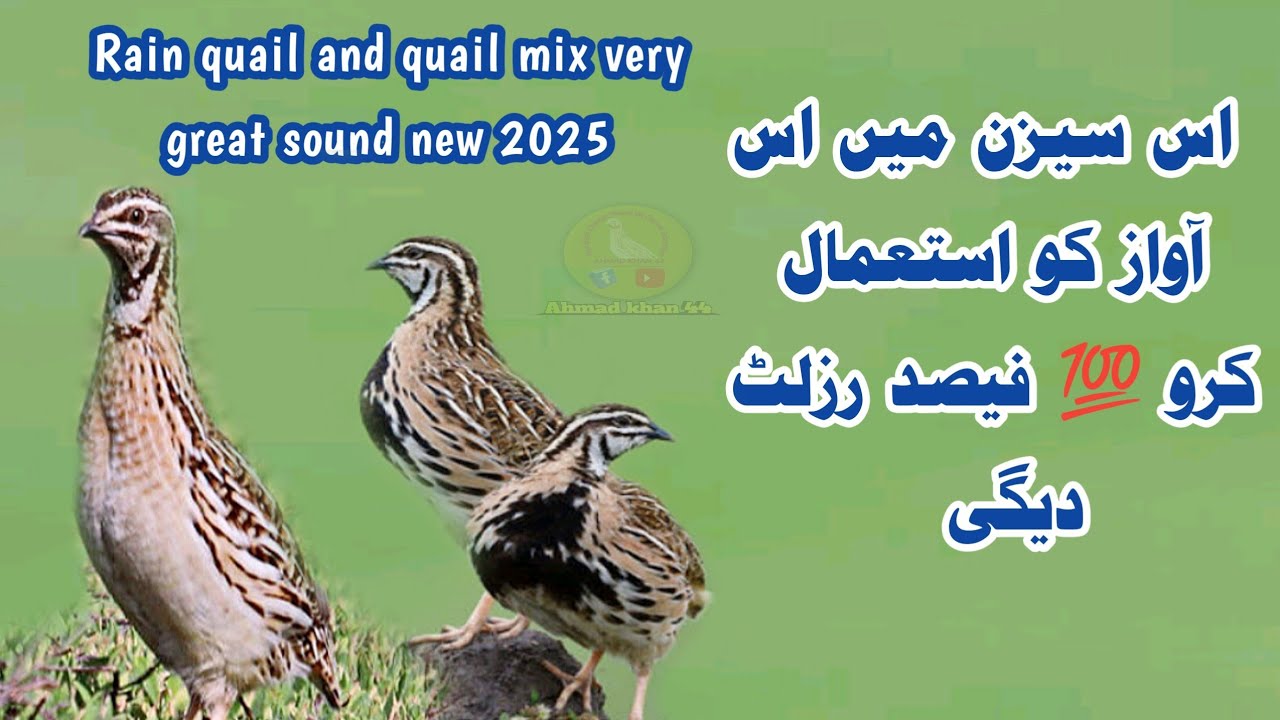 Bater Ki Awaaz // Rain Quail Sound 2025 // Chinga batair ki awaz ...