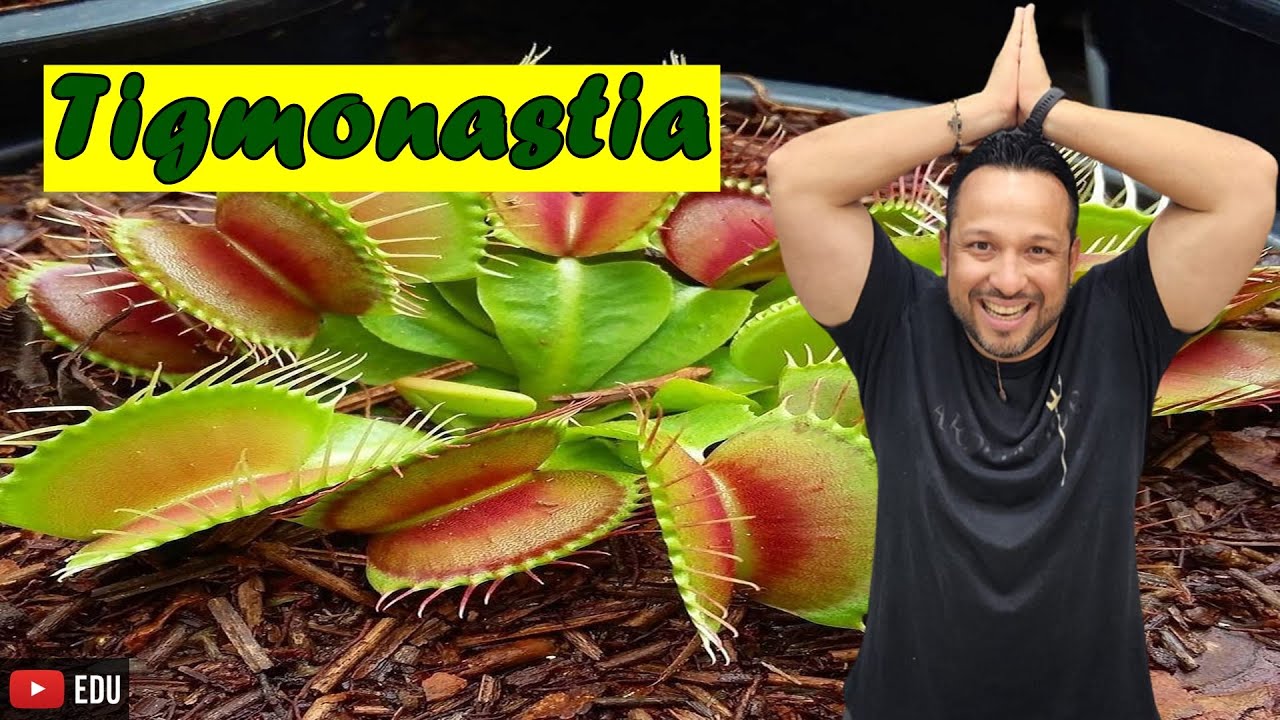 Tigmonastia ou Sismonastia - Tipos de Nastismo - Movimentos Vegetais ...