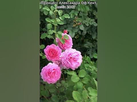 Роза Принцесс Александра Оф Кент в продаже! 14.08.23 - YouTube