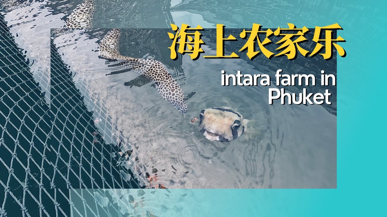 普吉岛亲子体验 阿Q带你看海上农家乐 （intara farm-agro tourism&seafood in Phuket）EP.20 ...