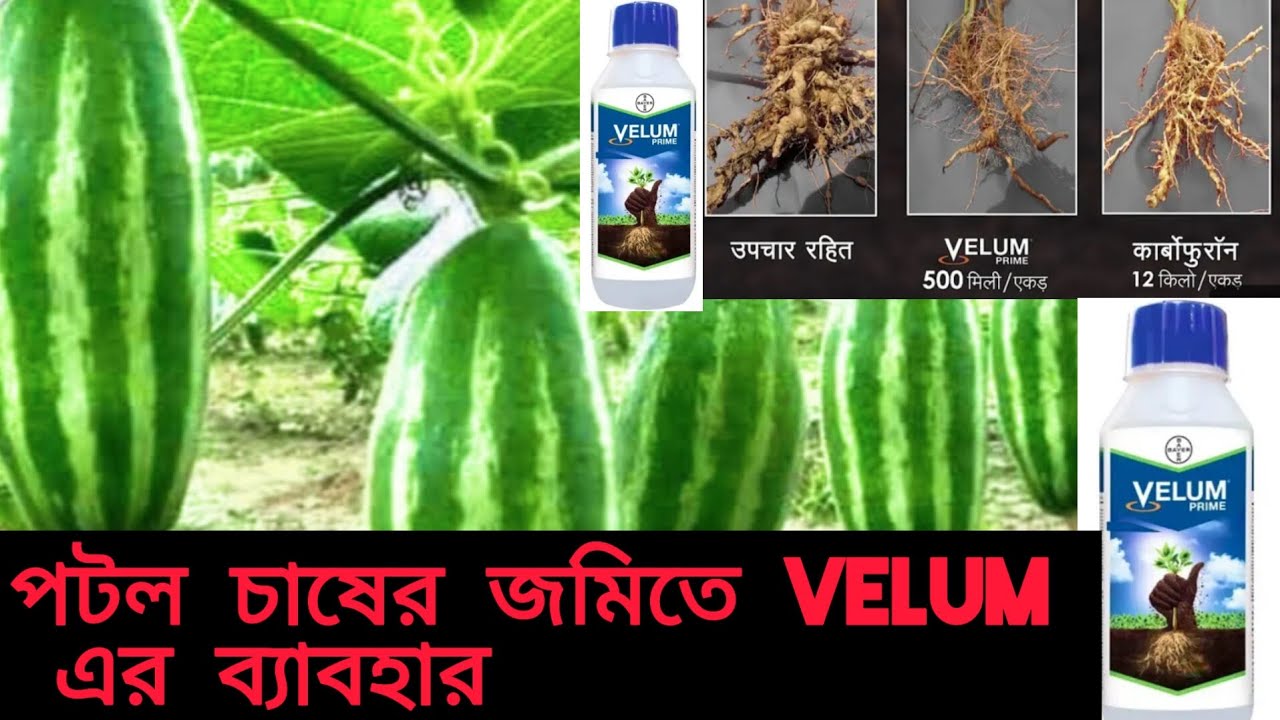 Velum Prime Nematicide। Velum Bayer Crop Science। নিমেটোড সমস্যার ...