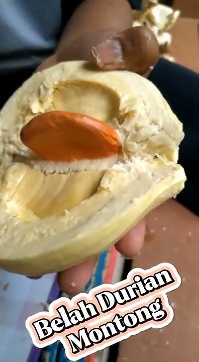 Belah Durian MONTONG #shorts - YouTube