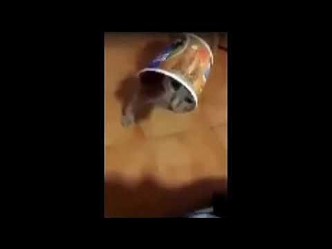 Cat Falls Over In Chicken Bucket Meme - YouTube