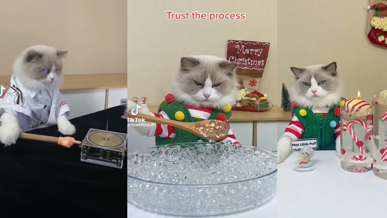 Funny That Little Puff - Tiktok Compilation in December 2022 - YouTube