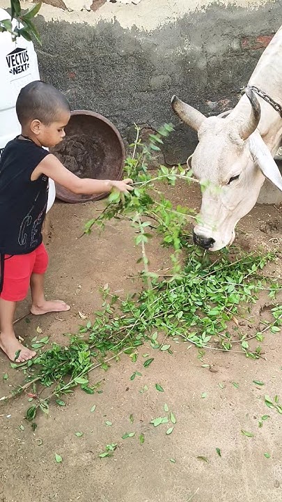 गौ माता को चारा खिलाया 💐🪴 Shorts Shortsfeed Youtubeshorts Cowshorts
