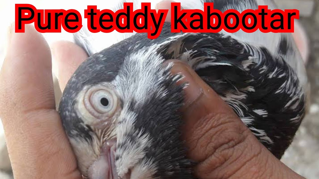 original teddy kabootar #pigeonvlogs #petvlogs #ch sakhi #chirimari ...