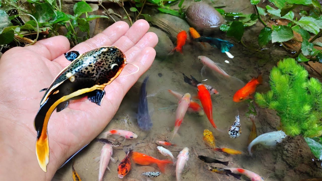 Cute Animals koi fish chef fish catfish betta fish lobster shrimp ...