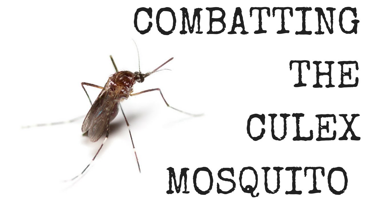 Combatting the Culex Mosquito - YouTube