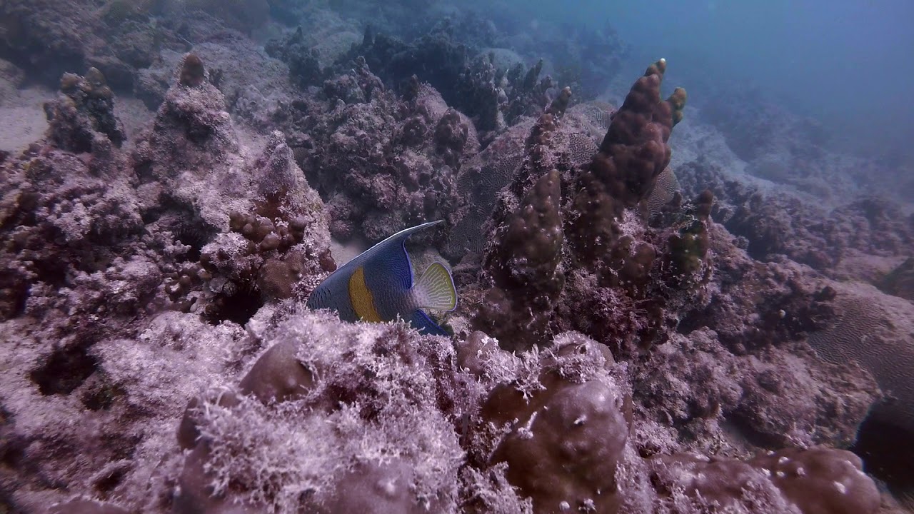 SAADIYAT ISLAND CORAL REEF - YouTube