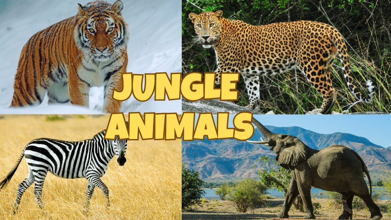 Discover the Jungle! Fun Animal Sounds Song for Preschoolers 🦁 - YouTube