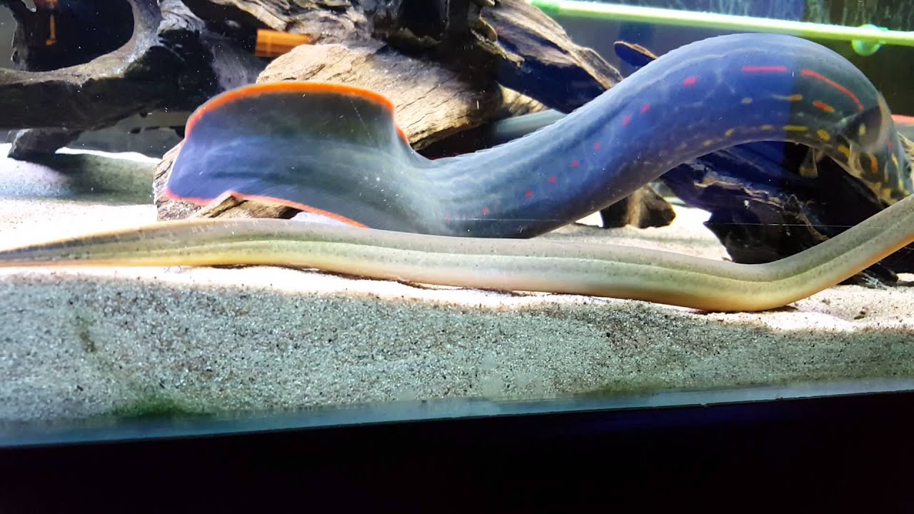 Monsterfish/aquarium: my 40cm fire eels and more - YouTube