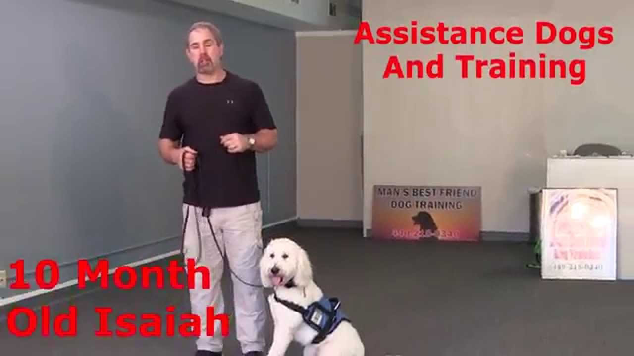 Isaiah & Samson: Assistance & Service Dogs Trained to do Amazing things ...