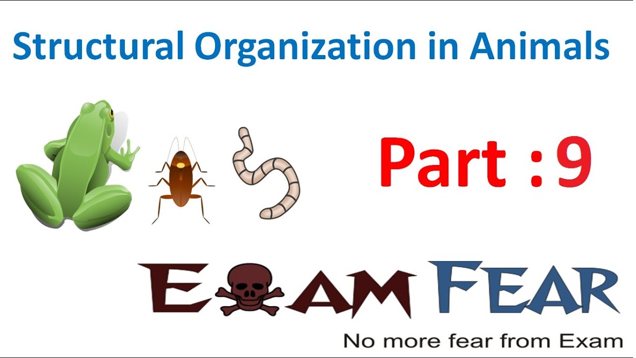 Biology Structural Organization Animals part 9 (Connective Tissue) CBSE ...