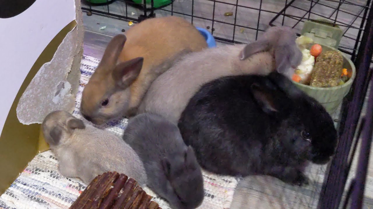 10 bunnies playing - YouTube