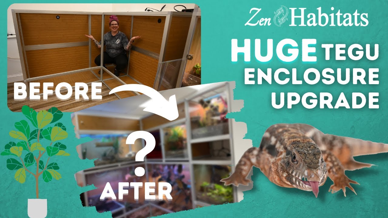 HUGE Reptile Enclosure Upgrade for Our Tegu! | Zen Habitats - YouTube