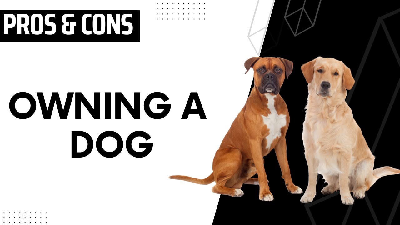 OWNING A DOG | PROS AND CONS - YouTube