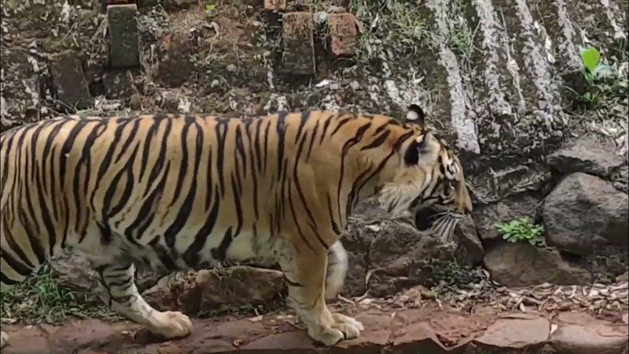 Melihat Hewan Hewan di Kebun Binatang Ragunan Jakarta - YouTube