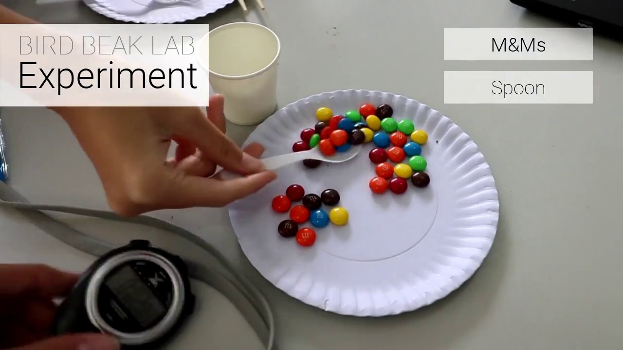 M3 Bird Beak Natural Selection LAB YouTube m3-bird-beak-natural-selection-lab-youtube