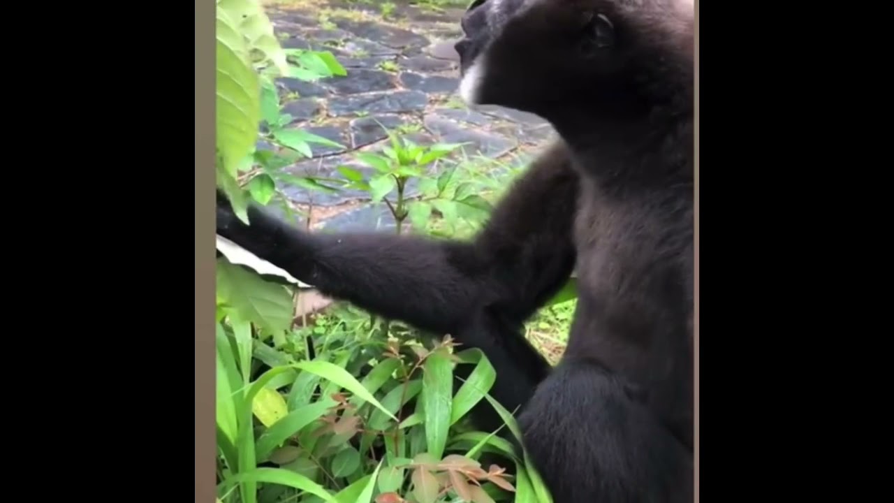 Screaming gibbon monkey (hilarious) - YouTube