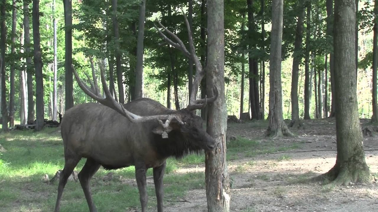 [BornBucks.com] Elk Rubbing on a Tree - YouTube