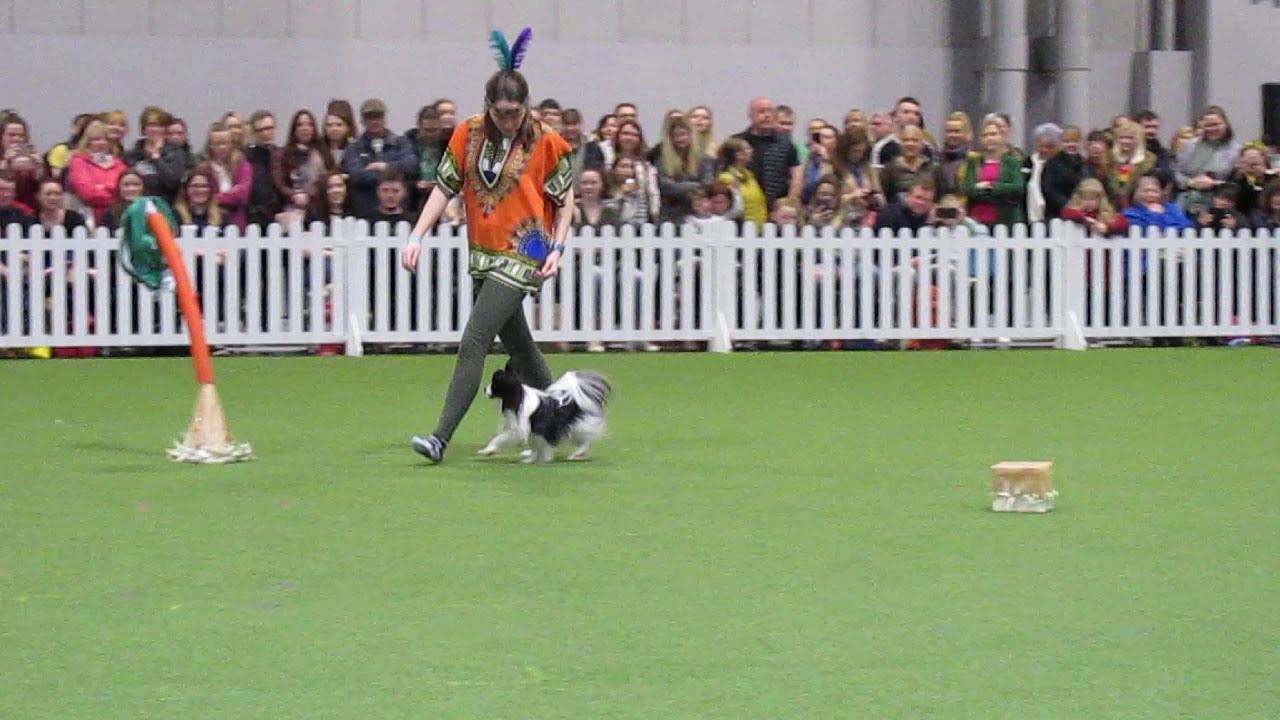 Crufts 2020 YKC Freestyle HTM Doggy Dancing Dash the Papillon and Emily ...