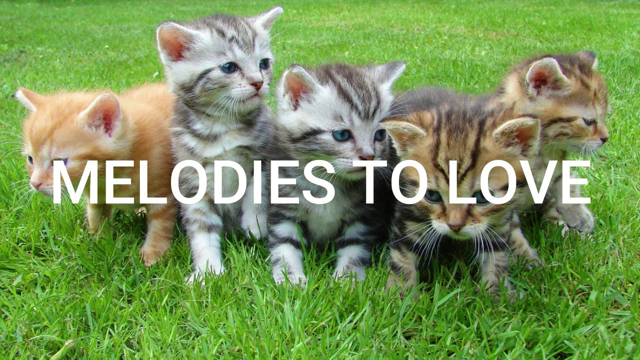 Cats ( no copyright song ) - YouTube