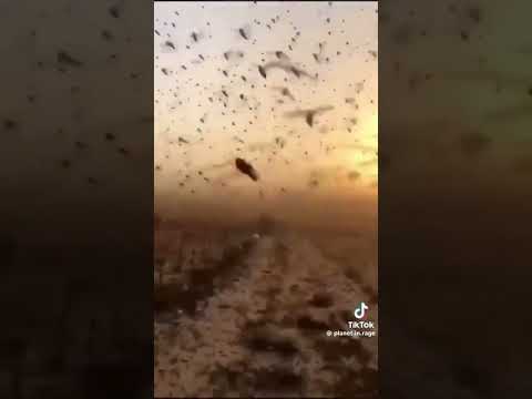 Are Locusts Invading Saudi Arabia