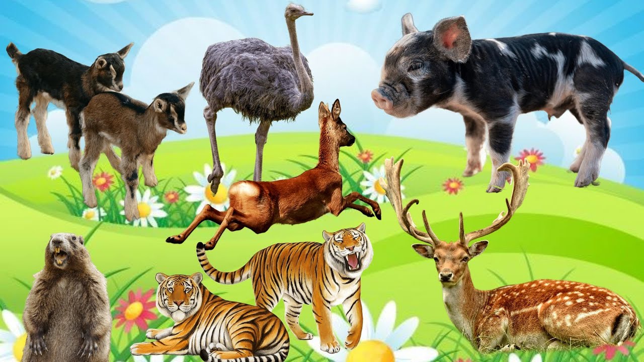Animal World | Animal Planet | Animal Sounds | Familiar Animals ...