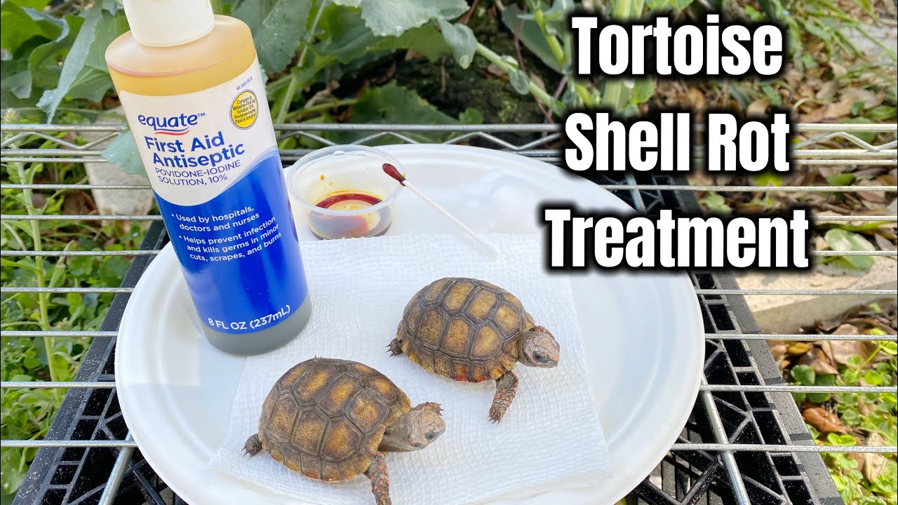 How To Treat Tortoise Shell Rot | Baby Tortoise Update - YouTube
