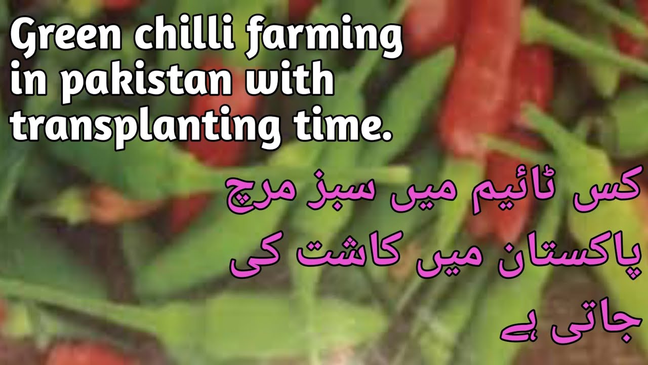 Green chilli farming in pakistan with chilli transplanting time - YouTube
