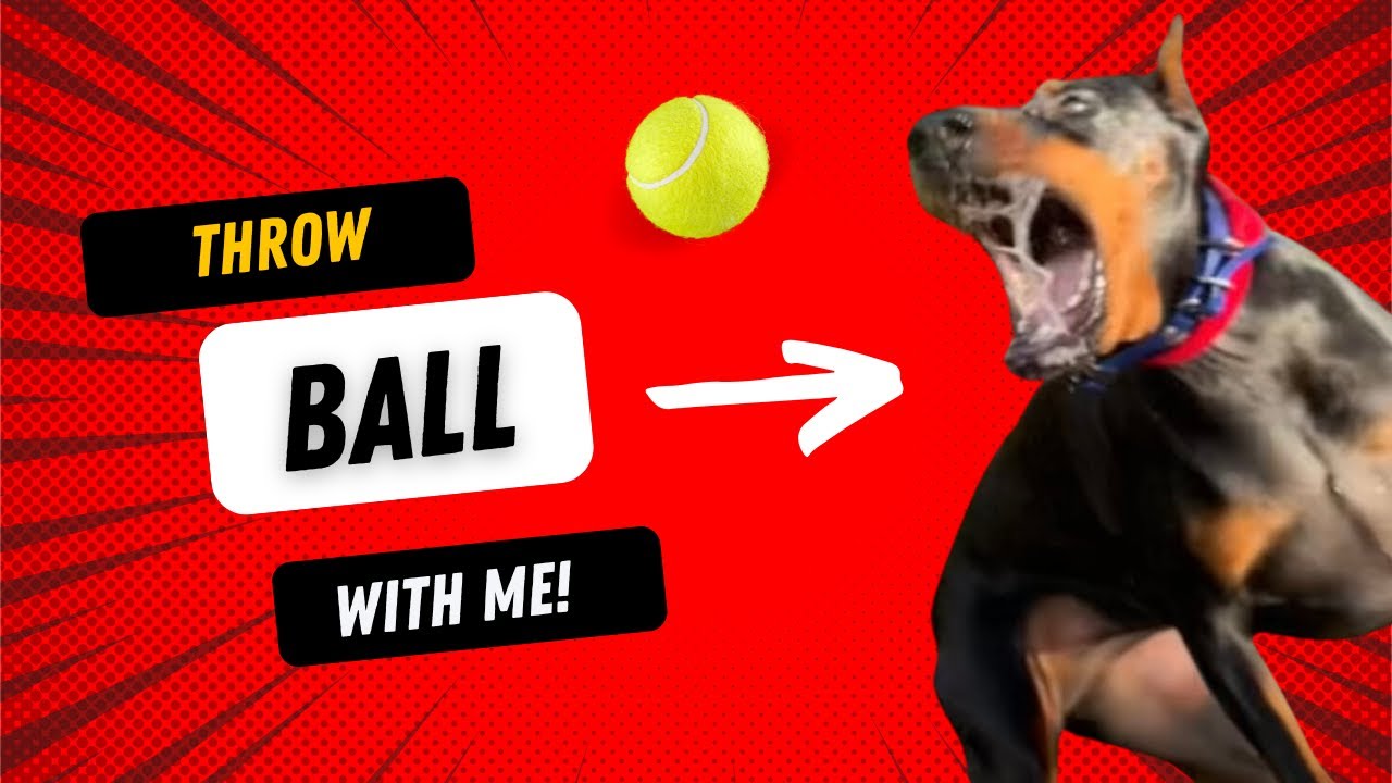 DOBERMAN SO CRAZY! - YouTube