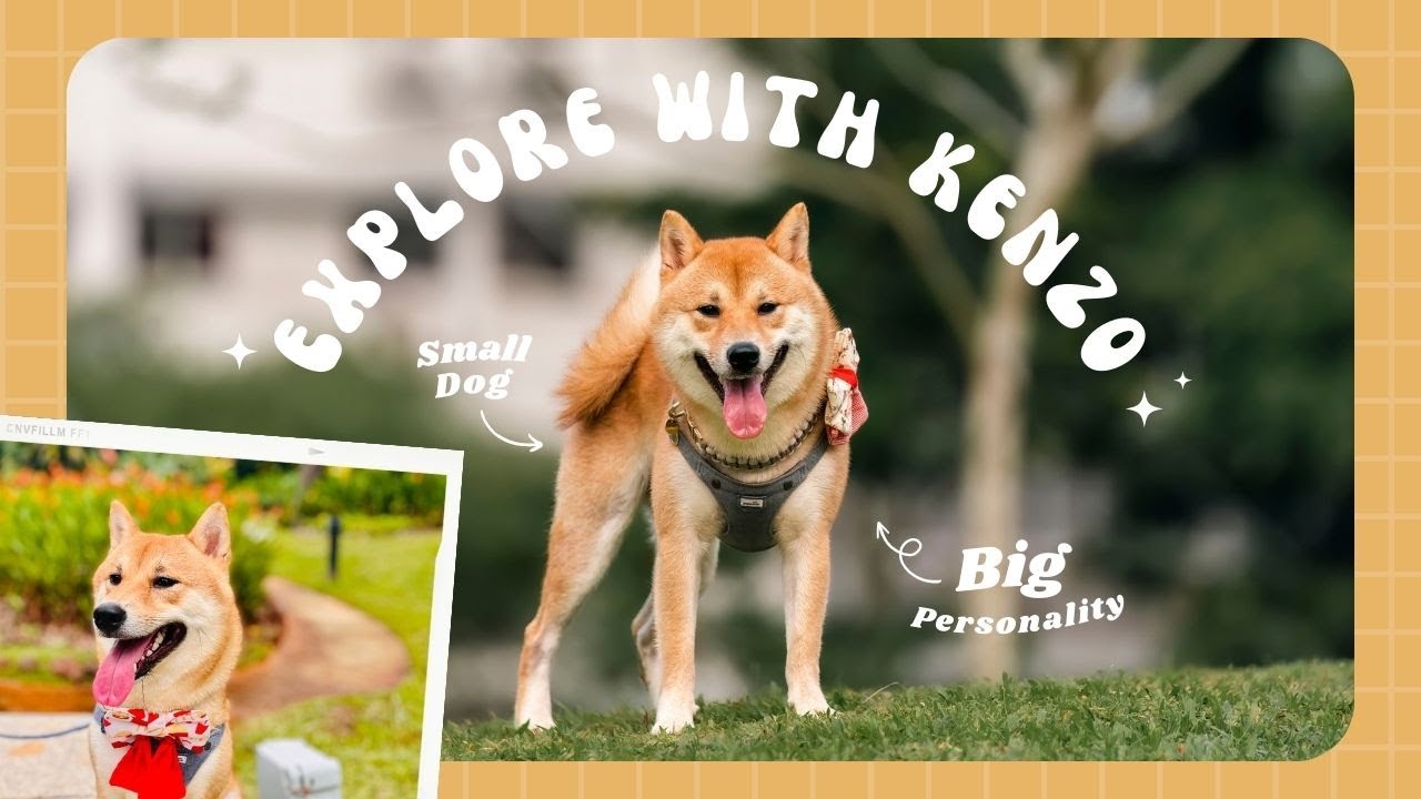 Kenzo The Explorer | Channel Trailer - YouTube