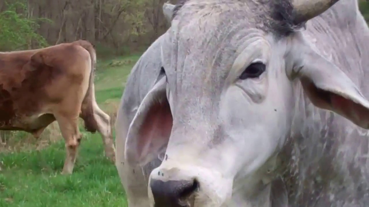 Honoring Spring Cow Joy - YouTube