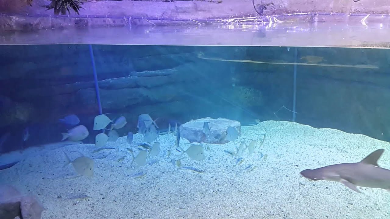 Bonnet Hammerhead Shark & Look Down Fish - YouTube