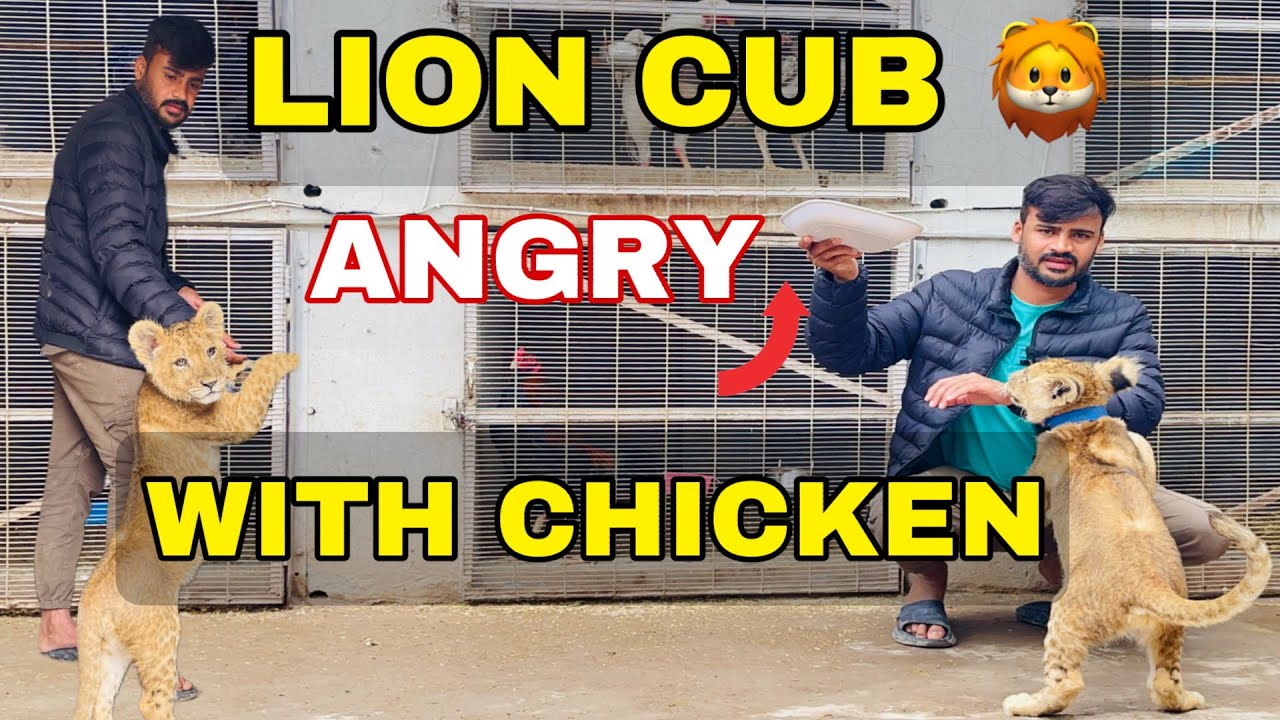 Lion cub angry mood eating chicken #youtube #lionworld #zahidvlog - YouTube