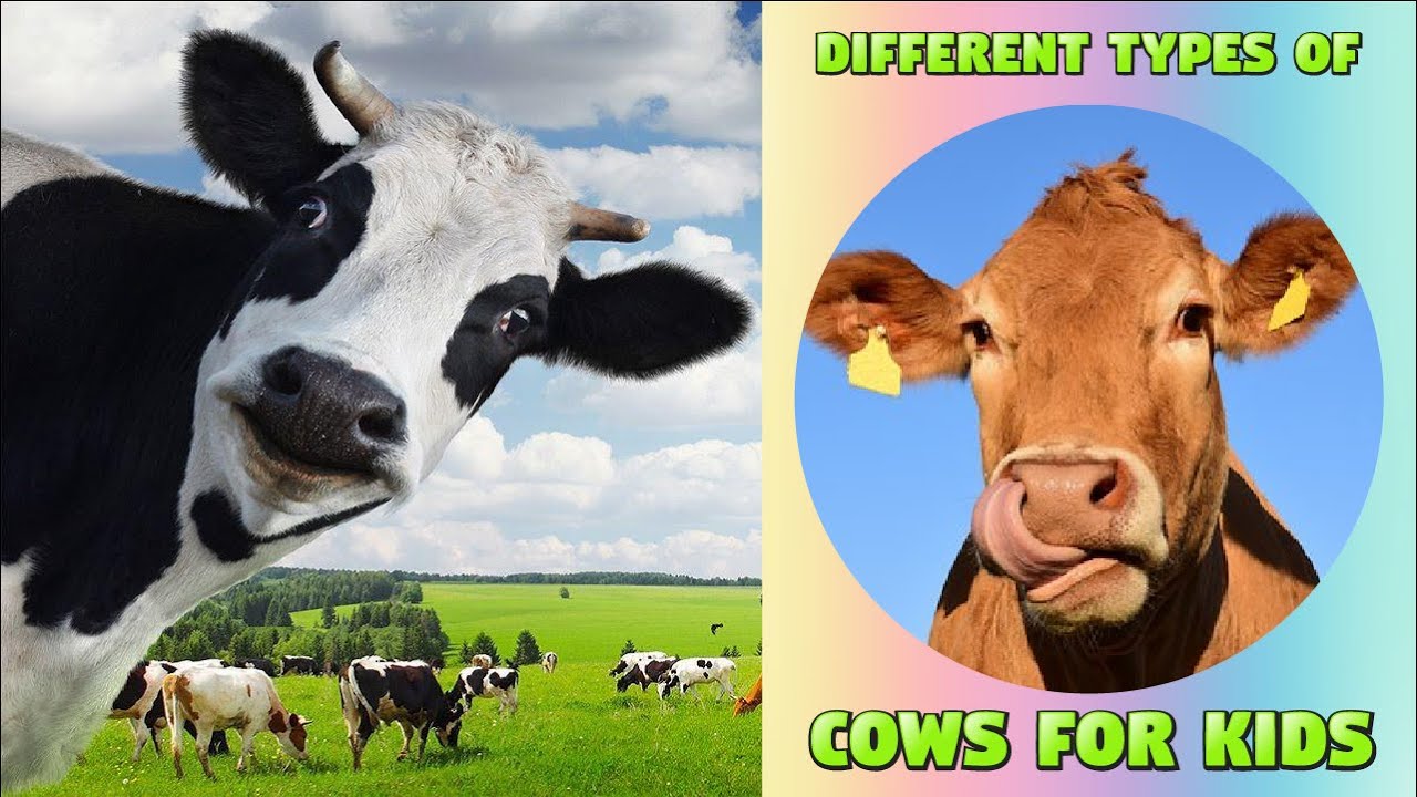Different Types of Cows for Kids, Toddlers and Preschoolers #cow # ...