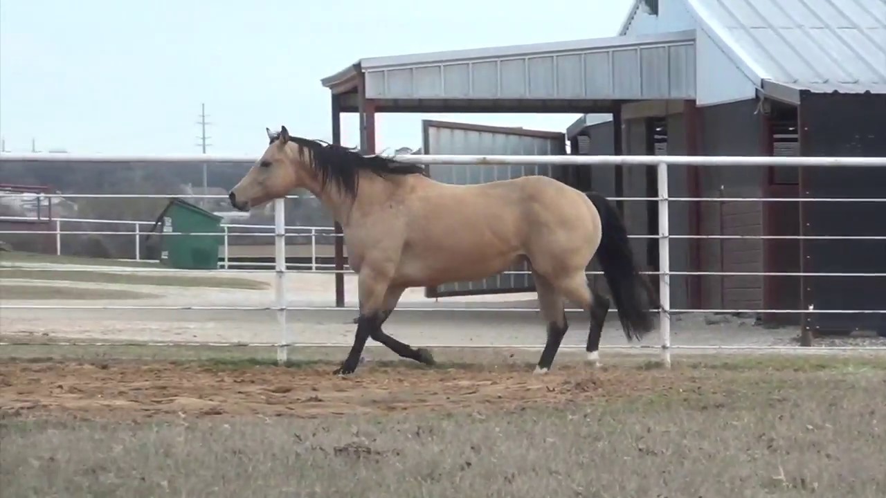 Kay Town -**Sold to Ohio - YouTube