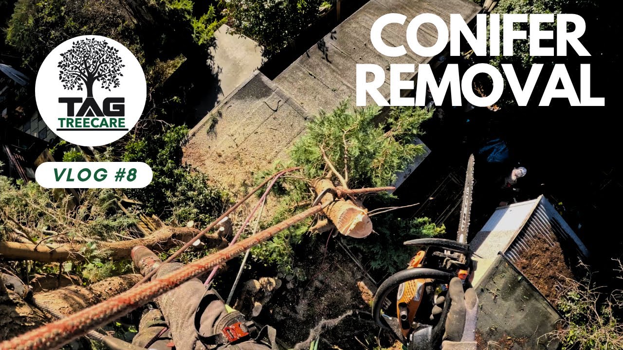 POV Conifer Tree Removal 🌲 | TAG Tree Care - YouTube