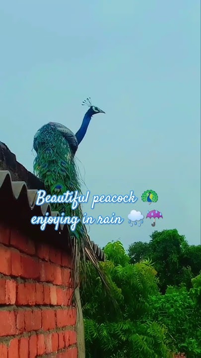 Beautiful π Peacock π¦ Enjoying In Rain π§οΈβ π€ Peacock Peace