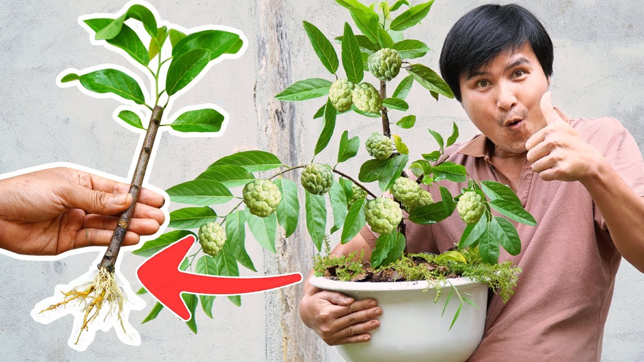 The technique of growing Custard Apple with "Cactus" tree has strong ...
