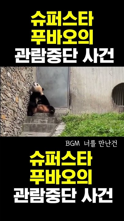 Pandatv 슈퍼스타 푸바오의 관람중단 사건 푸바오러바오아이바오 Youtube
