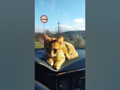 Привет! Омлет! - YouTube