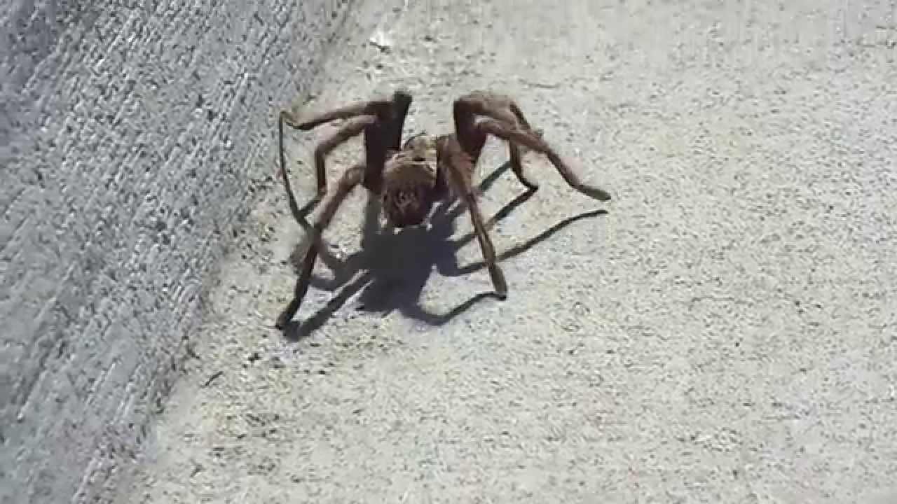 CAUTION! Tarantula walking down street in Reno/Sparks, NV - YouTube