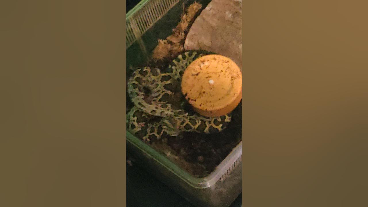 Dwarf Burmese python attitude - YouTube