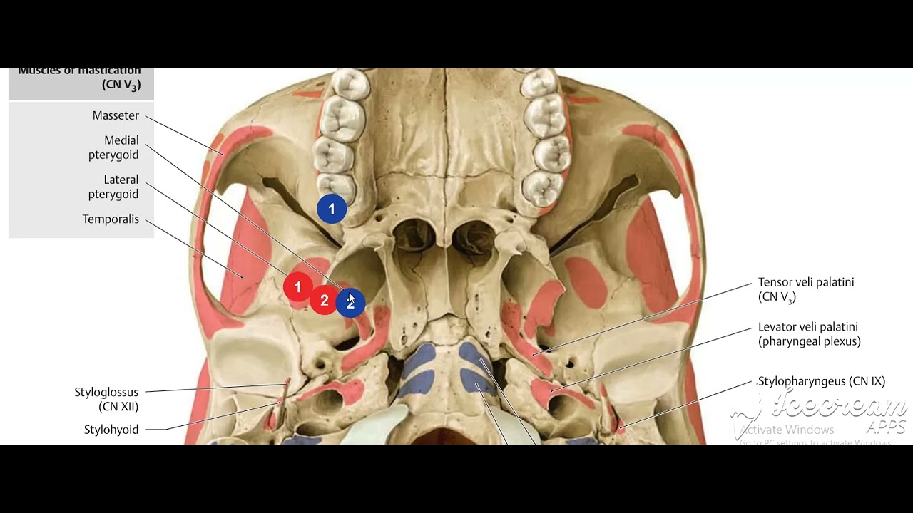 Norma basalis muscles revision 1 - YouTube