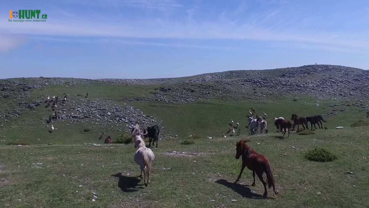 WILD HORSES IN GREEK MOUNTAIN - ΑΓΡΙΑ ΑΛΟΓΑ ΣΤΟ ΦΑΛΑΚΟ - YouTube